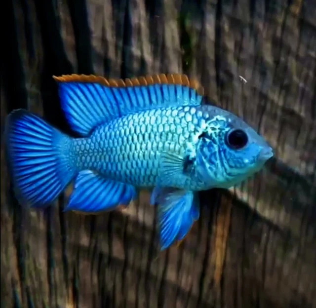 ANDINOACARA PULCHER NEON Blue Neon Blue Acara Cichlid Sunning Colour £4 ...