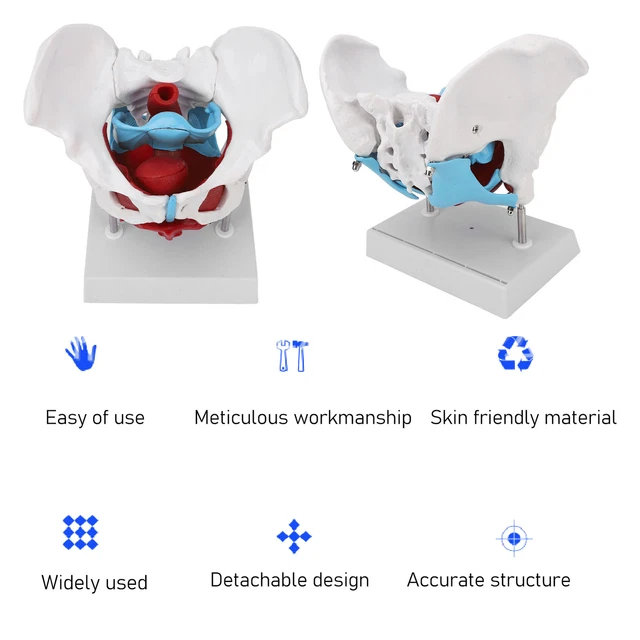 PELVIC FLOOR ANATOMY Model ColoFemale Pelvis Model For Midwifery ...