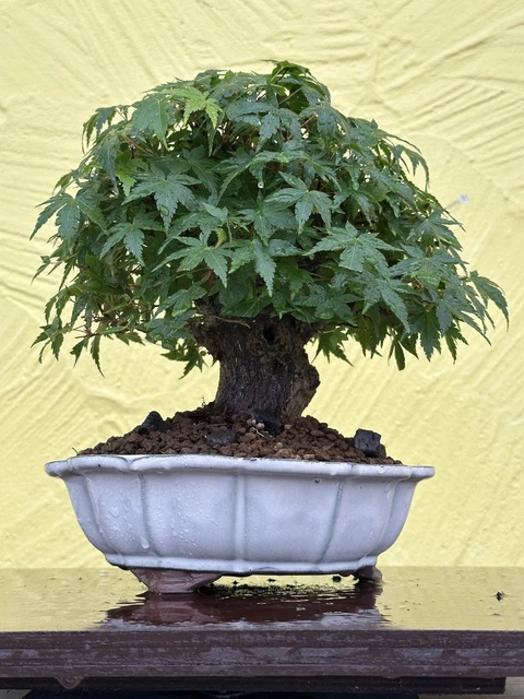 JOE BONSAÏ SHOHIN 35 Ans Acer Palmatum " Yamamomiji " Jap.ahorn ...