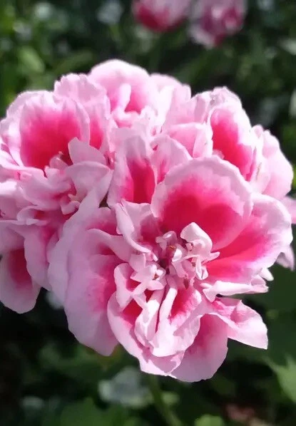 PELARGONIUM LIA MILLE-FEUILLE 💫 £18.00 - PicClick UK