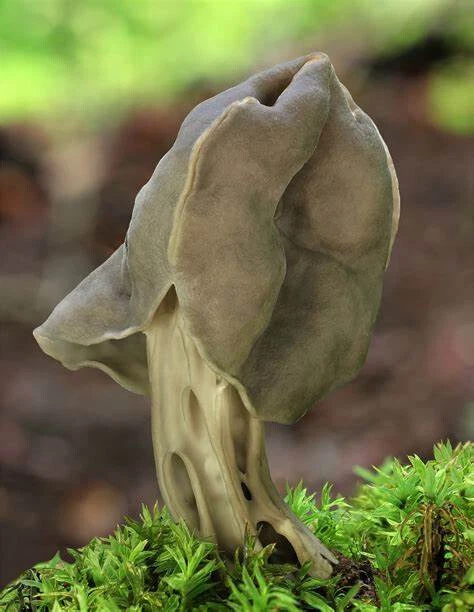 HELVELLA LACUNOSA GRANO micelio secco 10 g Mashroom Helvella sulcata ...