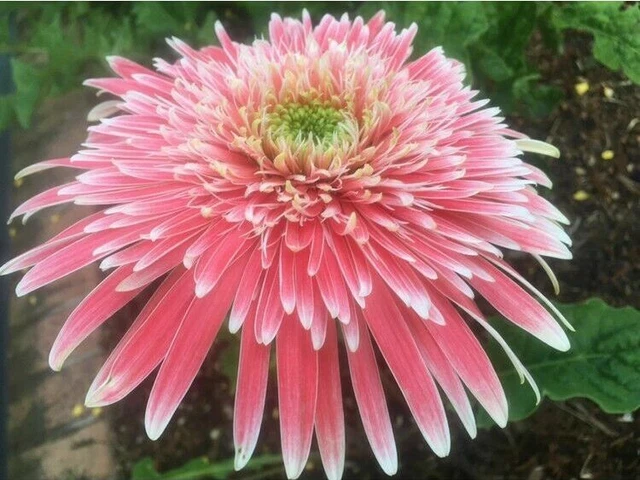 BAUER DOUBLE GERBERA Plant $108.00 - PicClick AU