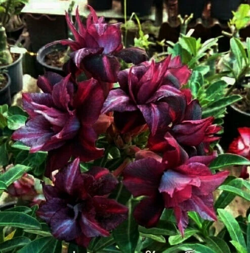 ADENIUM OBESUM KING of Purple Desert Rose 10 graines EUR 10,14 ...