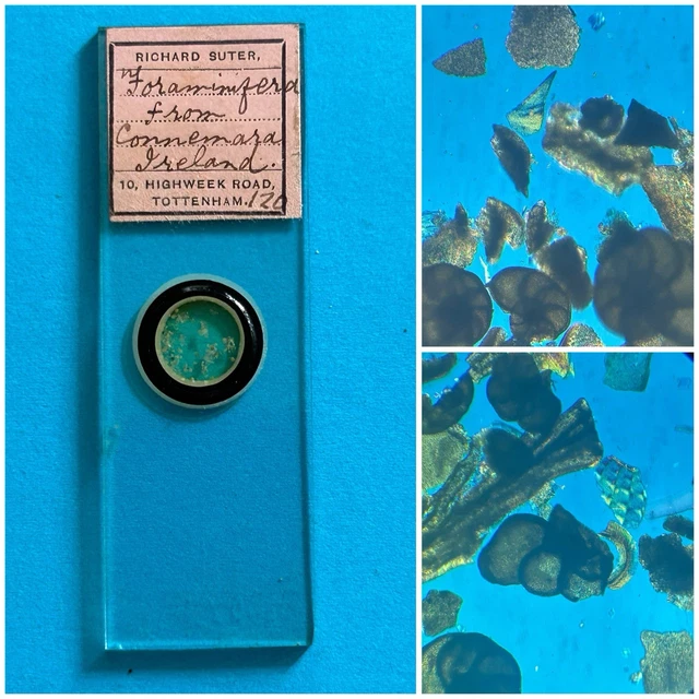 ANTIQUE MICROSCOPE SLIDE. Foraminifera From Connemara Ireland. By Suter ...