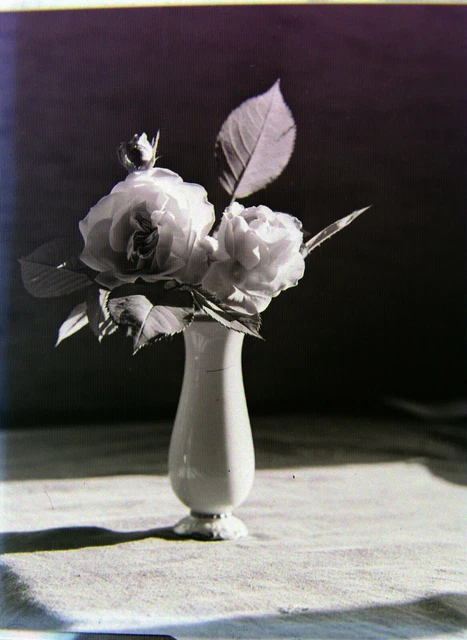 GLASS NEGATIVE GLASS Plates Still Life Plants in Kodak London Box circa ...