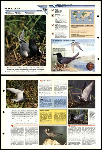 BLACK TERN #122 Birds Wildlife Fact File Fold-Out Card £1.99 - PicClick UK