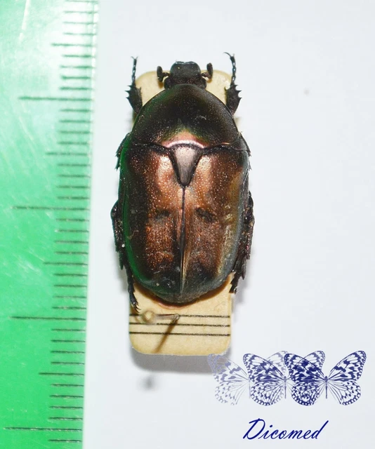COLEOPTERA CETONIIDAE PROTAETIA (Potosia) cuprea olivacea 1ex France ...