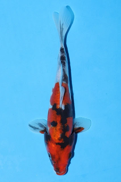 JAPANESE KOI CARP - Hq Doitsu Showa 15Cm - Courier Available ...