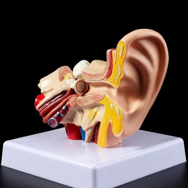 TIMES LIFE SIZE Human Ear Anatomy Model Anatomy Teaching Medical Props ...
