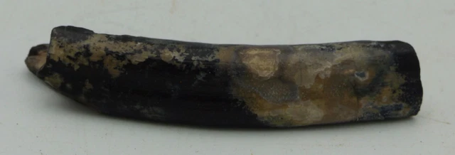 FOSSIL TOOTH CAPYBARA Hydrochoerus Ice Age Pleistocene USA in ...