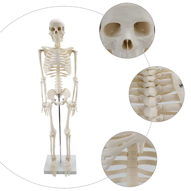 SKELETON STATUE PVC Skeleton Model Anatomical Skeleton Model £74.49 ...