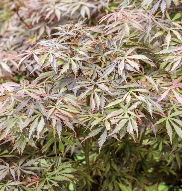 ACER PALMATUM JERRE Schwartz |Plug Plant | Japanese maple £9.99 ...