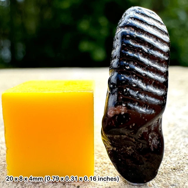 RARE FOSSIL FISH Ray Tooth Plate - Eocene London Clay, Harwich, Essex ...