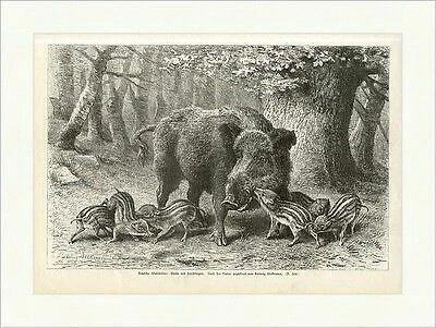 DEUTSCHE WALDBILDER: BACHE mit Frischlingen Ludwig Beckmann Holzstich E ...