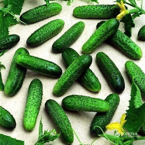CUCUMBER MIRABELLE F1 Seeds 500 seeds Hybrid Cucumbers Professional ...
