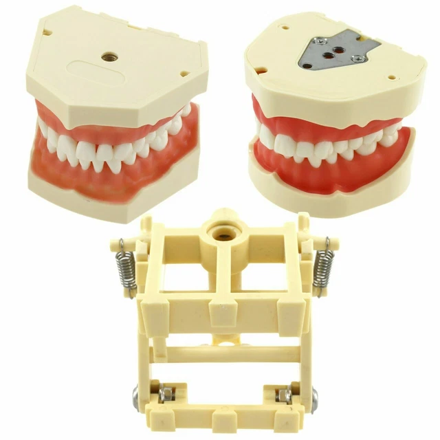 DENTAL TYPODONT MODEL Screw Removable Teeth Articulate Pole Mount Fit ...