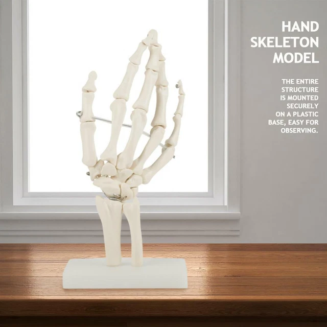 1PC ARM HAND Joint Anatomical Skeleton Model Human Medical Anatomy ...