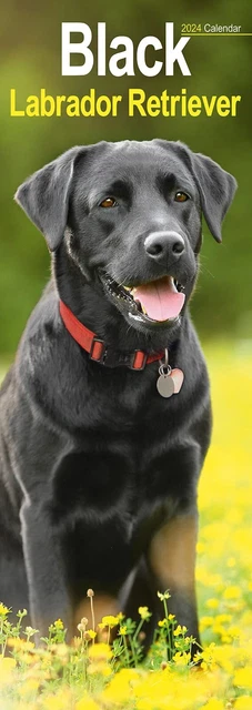 NOIR LABRADOR RETRIEVER Calendrier Slim 2024 Chien Race Ultramince - 12 ...