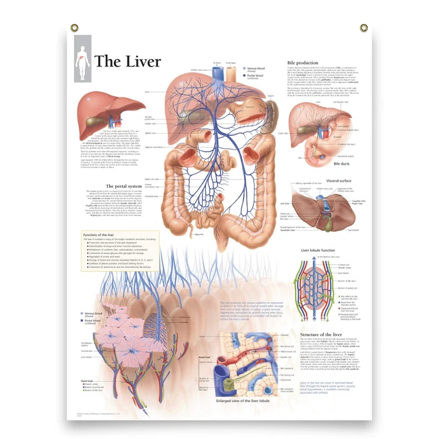 THE LIVER LAMINATED Medical Poster Diagram Doctors Office School ...