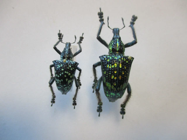 ENTOMOLOGIE CURCULIONIDAE ENTIMUS fastuosus cpl. Grand. femelle A2 ...