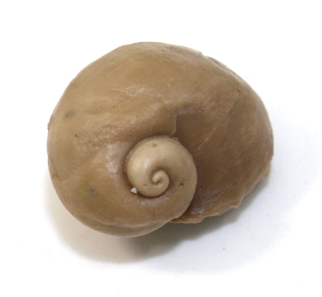 SCHNECKE, ORIOSTOMA HELICINUM, Silur, Wenlock, Hunnige, Gotland, SWE ...