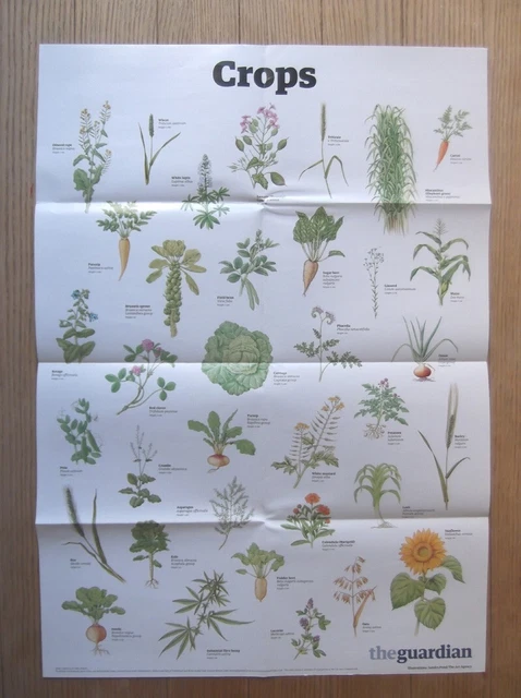 THE GUARDIAN WALLCHART wall chart poster Farming A1 Pigs and Goats £5. ...