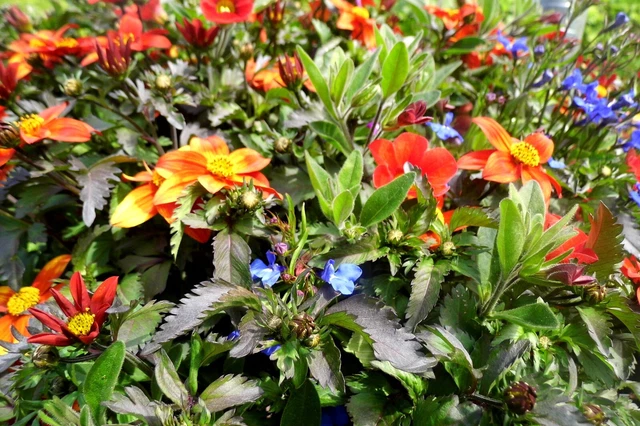 ULLAPOOL BRITISH Military sheet Ordnance MAP dated 1949 War Office Z £ ...