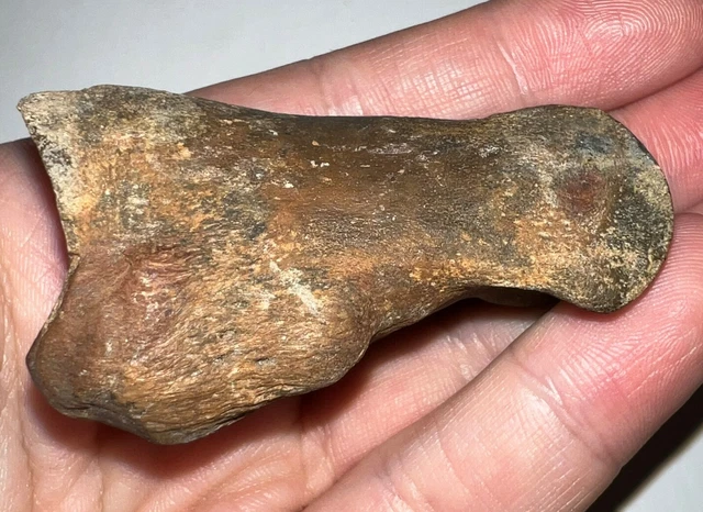 ICE AGE FOSSIL BISON Phalange Foot Bone from the Florida Pleistocene! 2 ...