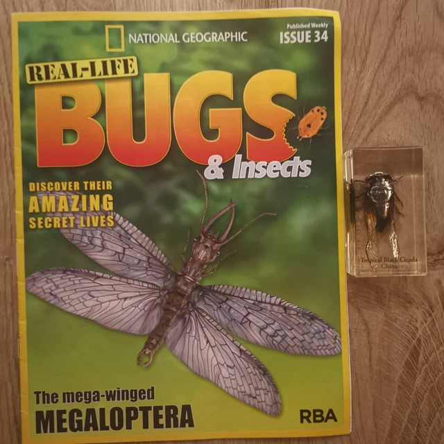 NATIONAL GEOGRAPHIC REAL Life Bugs & Insects #34 Tropical Black Cicada ...