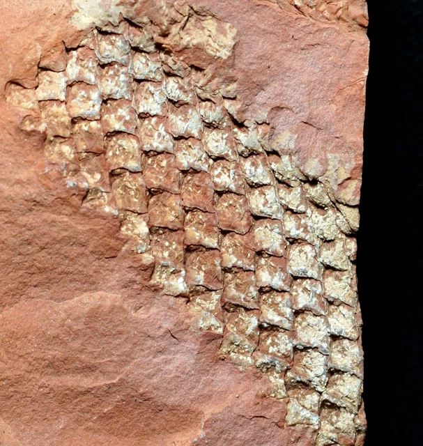 CARBONIFEROUS FOSSIL PLANT lycopod scale tree Lepidodendron twig & two ...