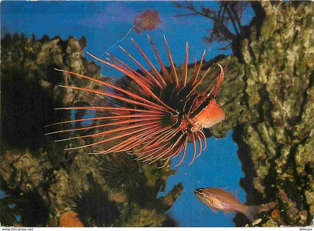 ANIMAUX - POISSONS - Mer Rouge - Red Sea - Underwater Life in the Red ...