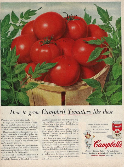 CAMPBELL'S TOMATO JUICE Campbell Whole Tomatoes 1955 Magazine print Ad ...