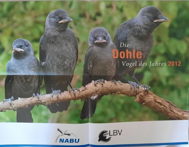NABU, LBV: POSTER: Die Dohle. Vogel des Jahres 2012. A2. EUR 2,00 ...