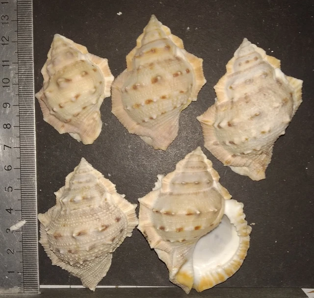 COLLECTION COQUILLAGES : BUFONARIA CAVITENSIS lot de 5 EUR 15,00 - PicClick FR