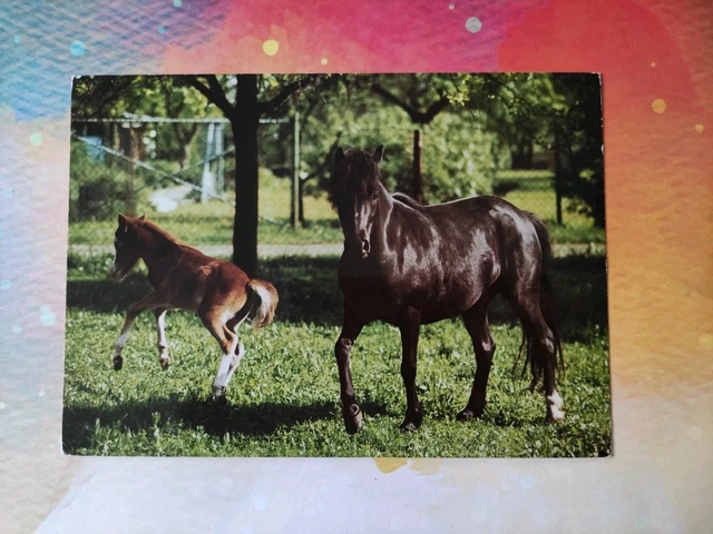 ALTE PFERDEPOSTKARTE &PONY STUTE mit FOHLEN" AK Pferd Engadin Schweiz EUR 1,00 - PicClick DE