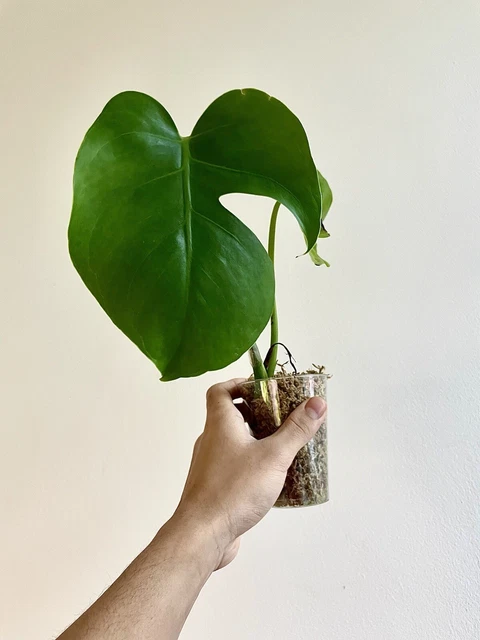 MONSTERA DELICIOSA VAR. compacta Japan dwarf cultivar Rare not ...
