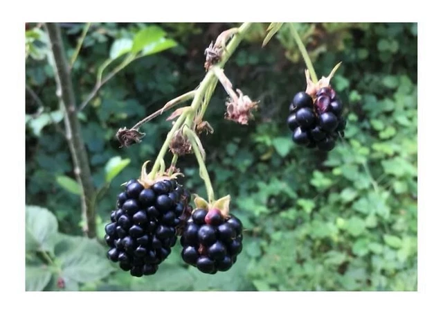 10X RUBUS FRUTICOSUS Dornenlose Blackberries Fruit Plants - Seeds B178 ...
