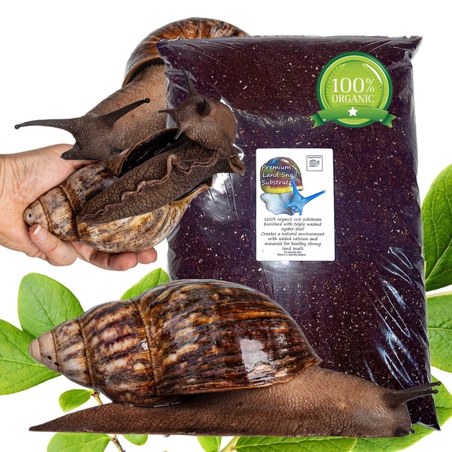 GIANT AFRICAN LAND Snail Substrate soil PREMIUM With Oyster, Garden ...