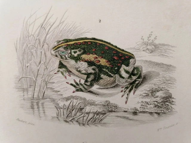 19TH CENTURY STEEL Engraving Batracian Reptiles Engystome Toad 1849 £26 ...