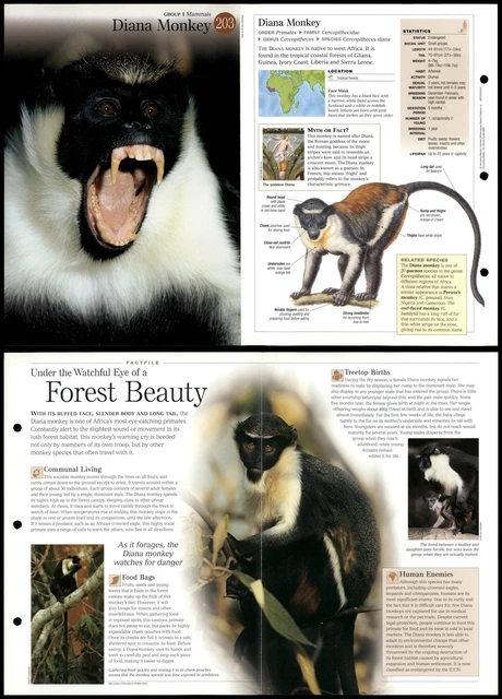 DIANA MONKEY #203 Mammals - Discovering Wildlife Fact File Fold-Out ...