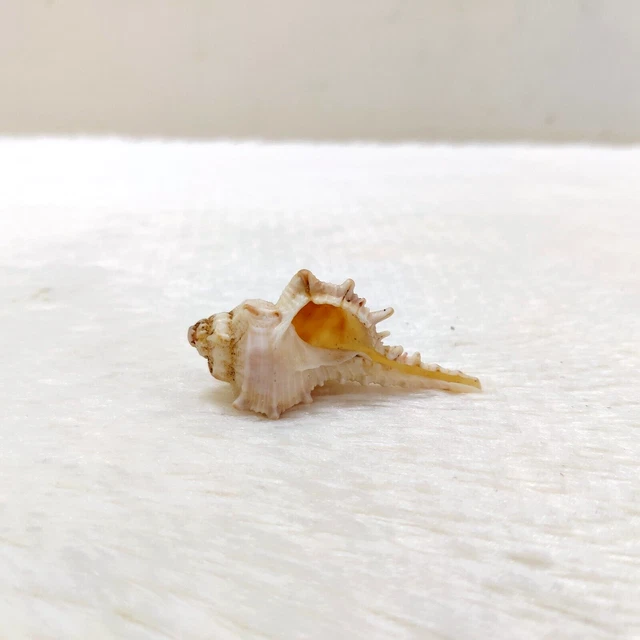 1930S VINTAGE RARE Beautiful White Natural Conch Shell Beach Decorative ...
