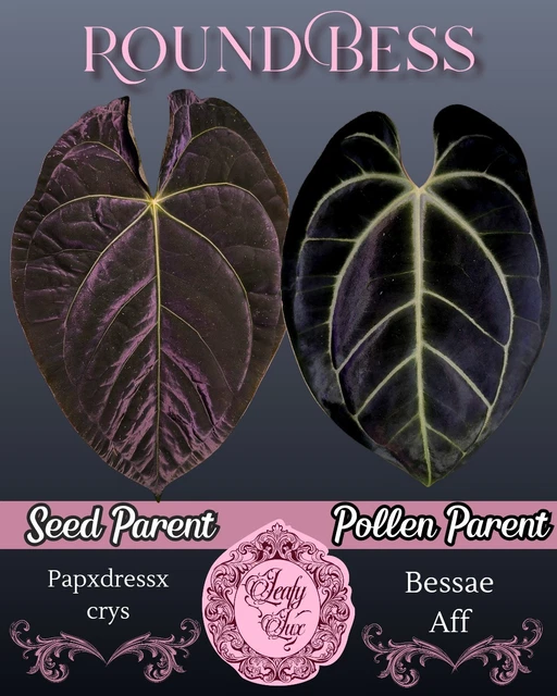 ANTHURIUM MEGA SEED Bundle🌱🎁🦄 $175.00 - PicClick AU