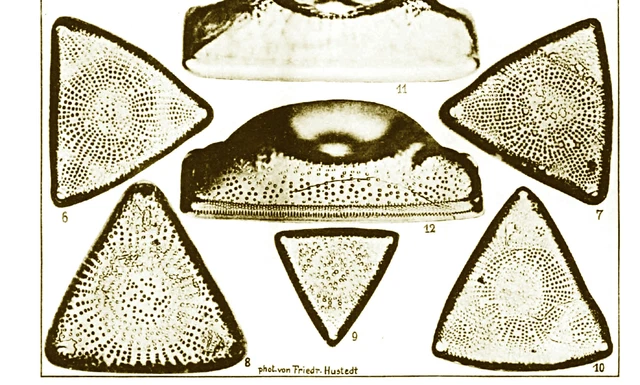 EXTREMELY RARE MARINE fossil Diatom Trigonium radiopunctatum ...