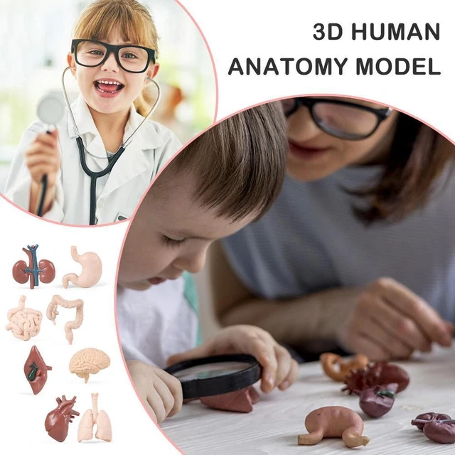 ANATOMICAL HUMAN BODY Model Anatomy Internal Organ Model Mini Mold ...