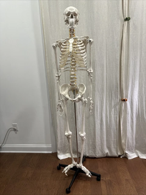 70& MEDICAL SKELETON Model Life Size Human Skeleton Model for Anatomy ...
