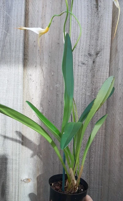 ORCHID MASDEVALLIA Falcata Gold Digger In Bloom * $69.99 - PicClick AU