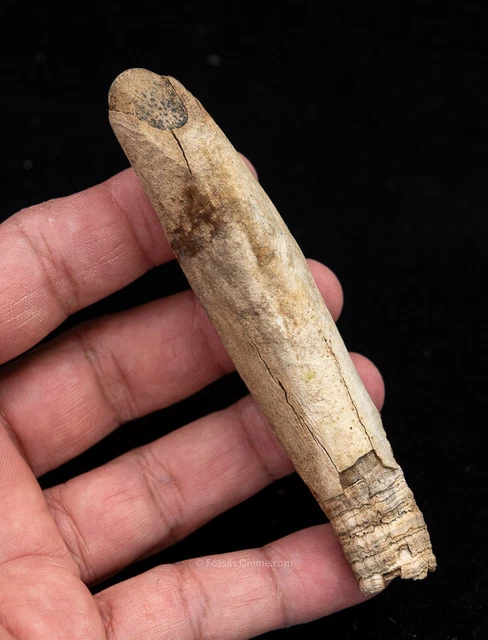FINE FOSSIL TOOTH Lee Creek Fossils Odontocete 0779 £62.32 - PicClick UK