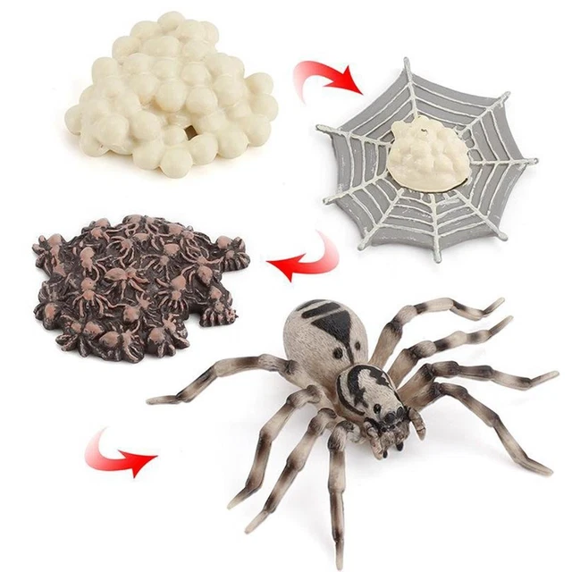 LIFE CYCLE OF Spider Plastic Realistic Model Figurines Learning ...