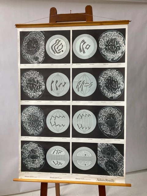 VINTAGE ADAM ROUILLY Wall Chart - MITOSIS £95.00 - PicClick UK