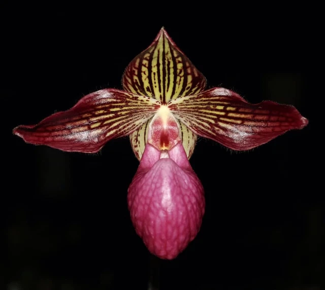 RARE PAPHIOPEDILUM GLORIA Naugle (rothschildianum x micranthum ...